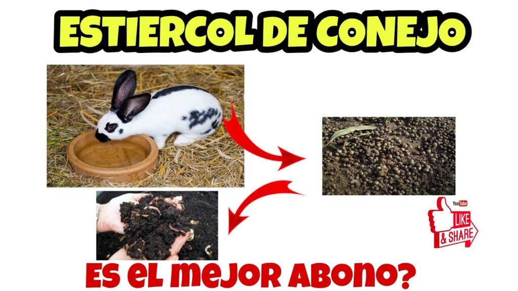 Cómo almacenar caca de conejo como fertilizante {Por qué el estiércol ...