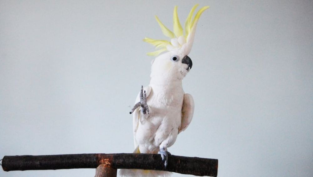 ¿Con qué frecuencia hacen caca las cacatúas? {Los 4 mejores consejos ...