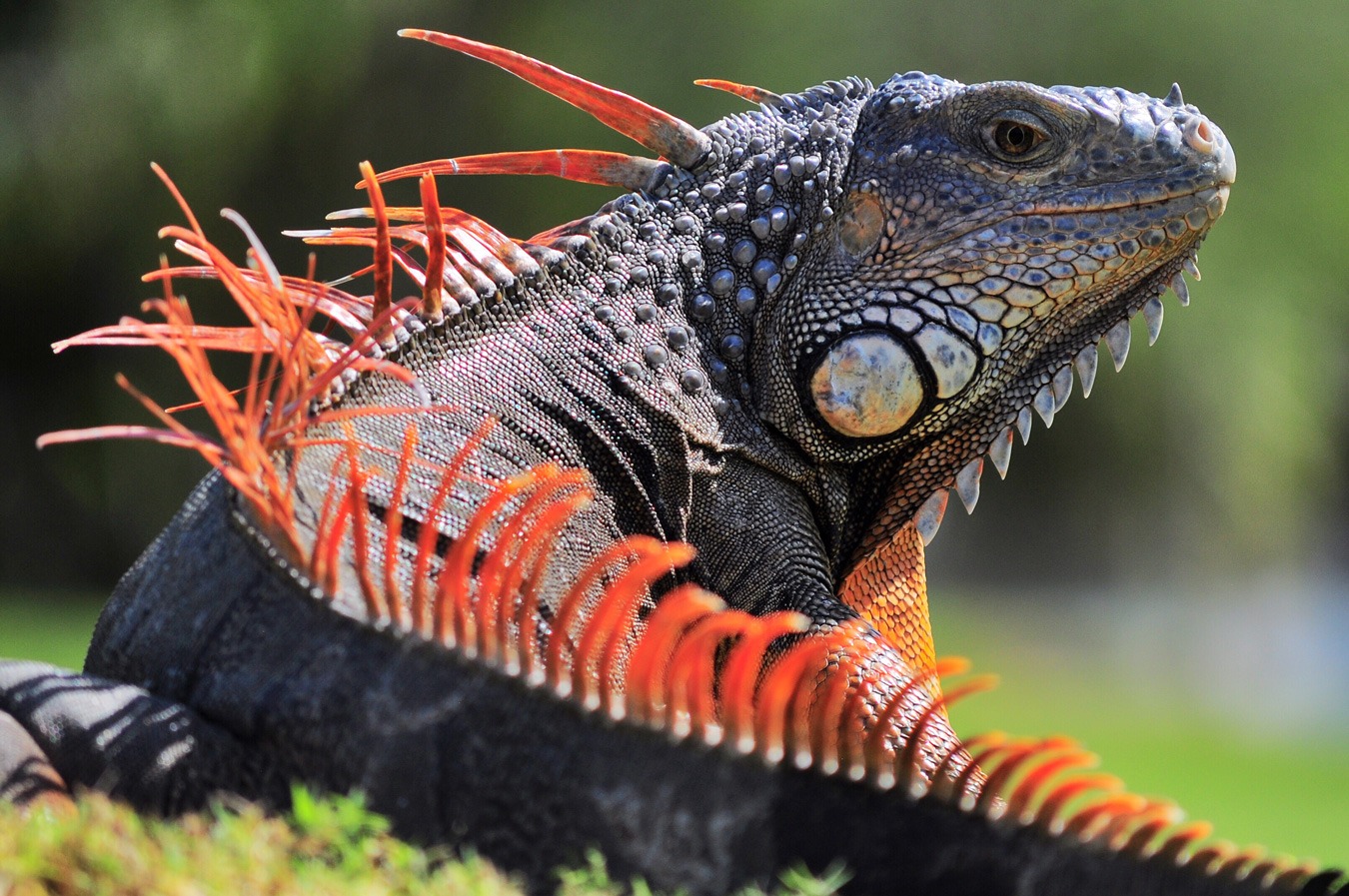 ¿Las colas de las iguanas vuelven a crecer? {Guía de cuidados y qué ...
